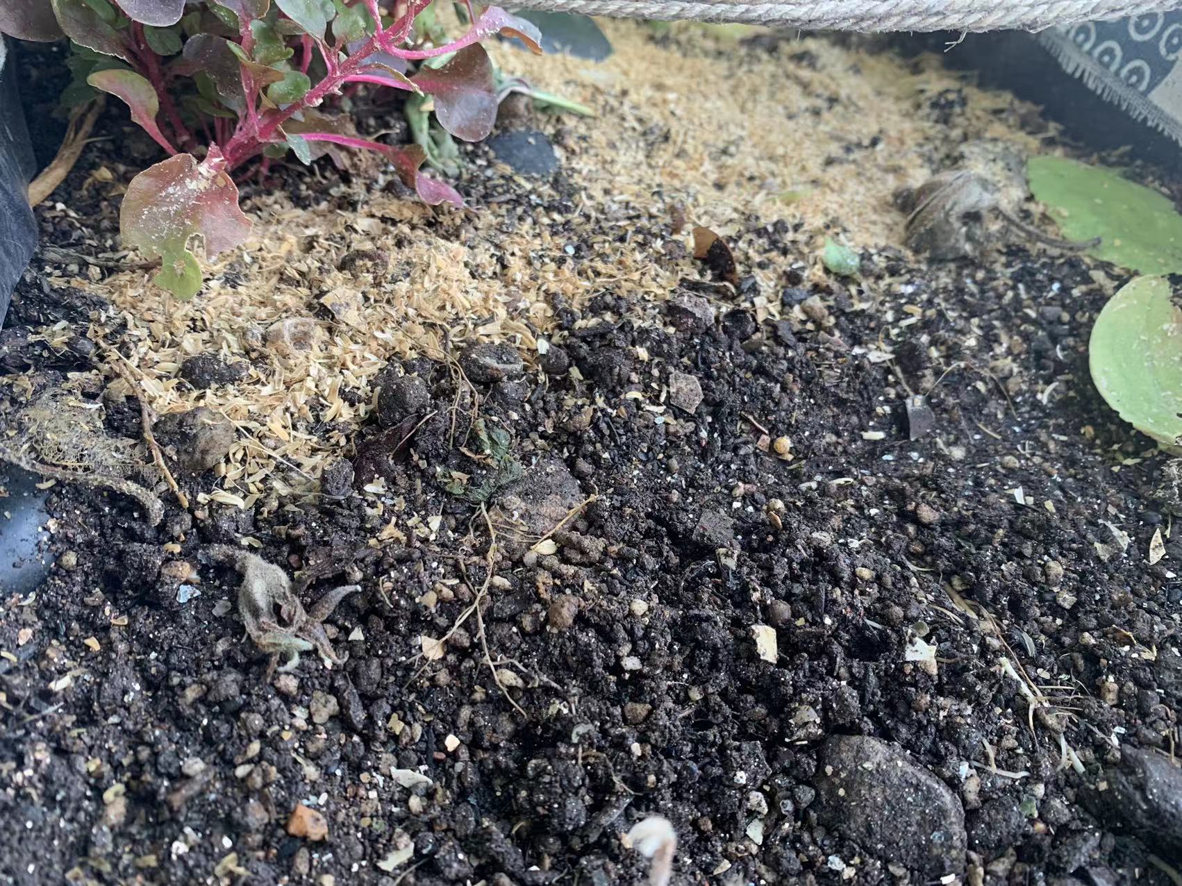 Soil version of "Dabu Pills", how much tonic?Do not spend money on ...