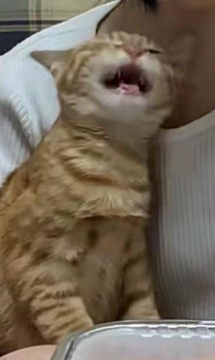 Cat encounters sashimi for the first time, and this reaction is worthy ...