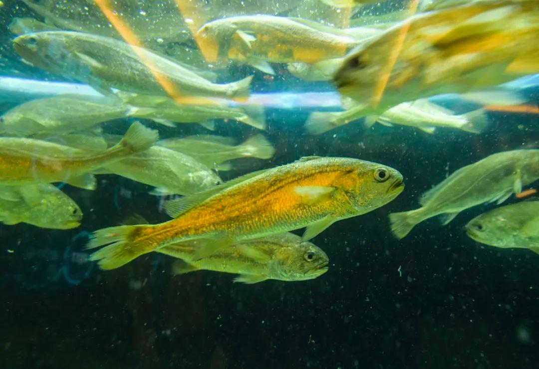 What is the difference between small yellow croaker and large yellow ...