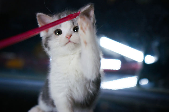 Pictures and names of foreign cat breeds - iMedia