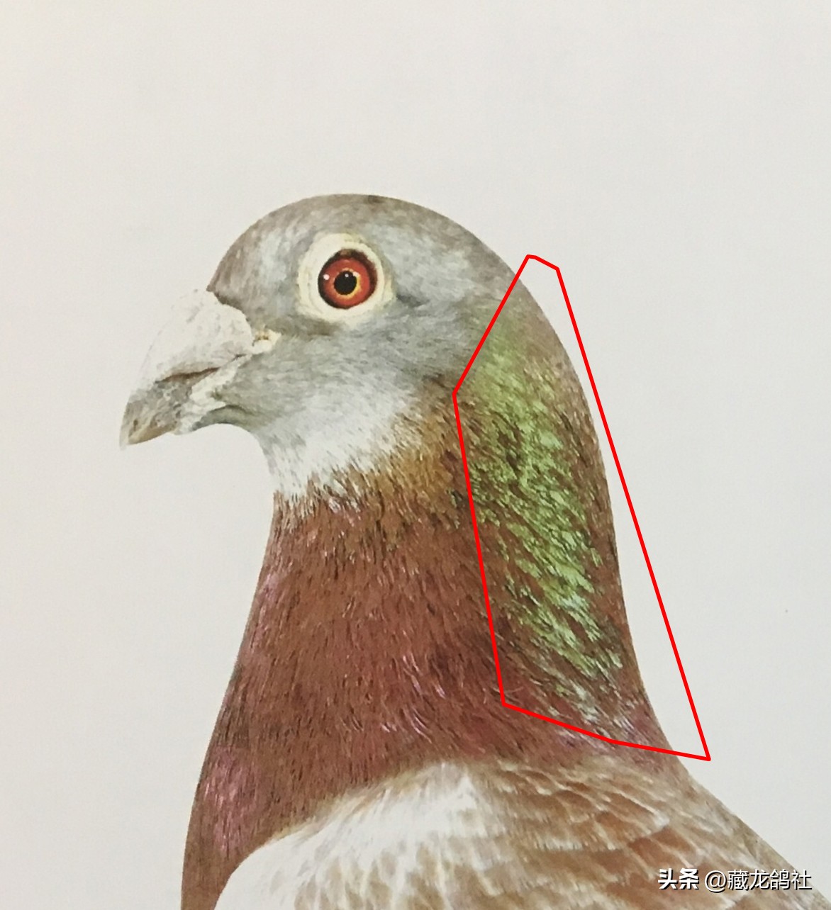 He has repeatedly placed in the top ten by judging the performance of ...