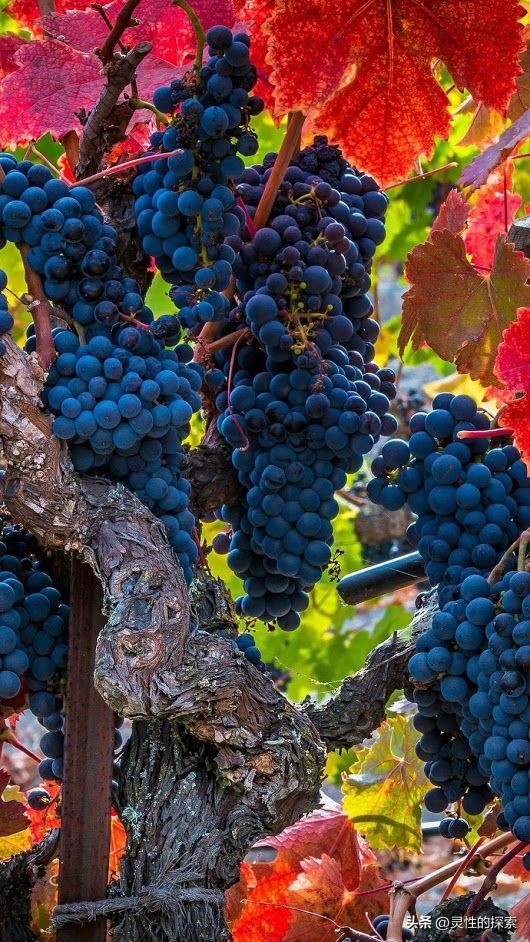 Uncovering a kaleidoscope of wonders: exploring a world of ...