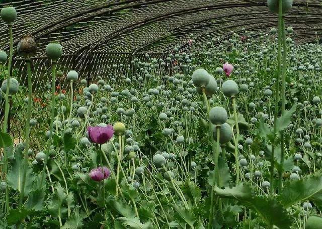 Khun Sha: The King of Drugs in the Golden Triangle, he once said that ...