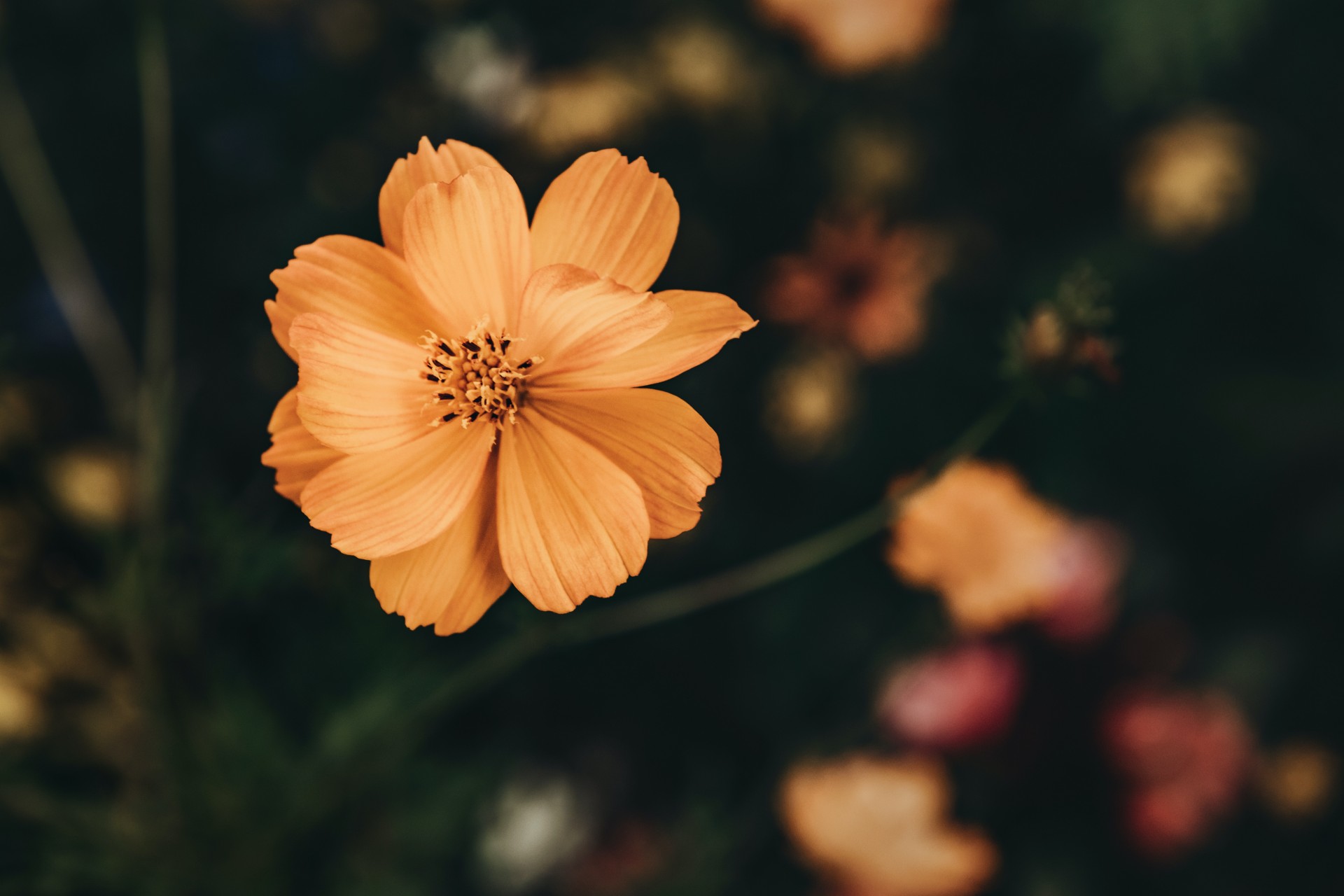 heartfelt person, deep love - iNEWS