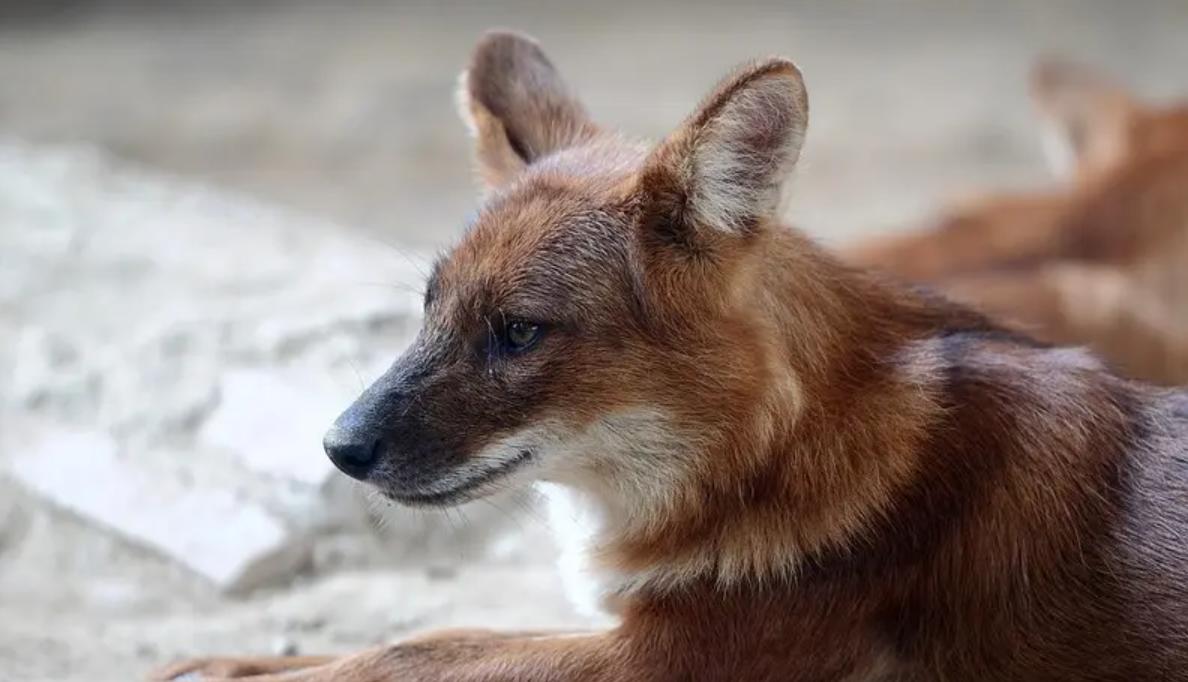 The history of China's "jackal" cutting: how to restore the jackal and ...