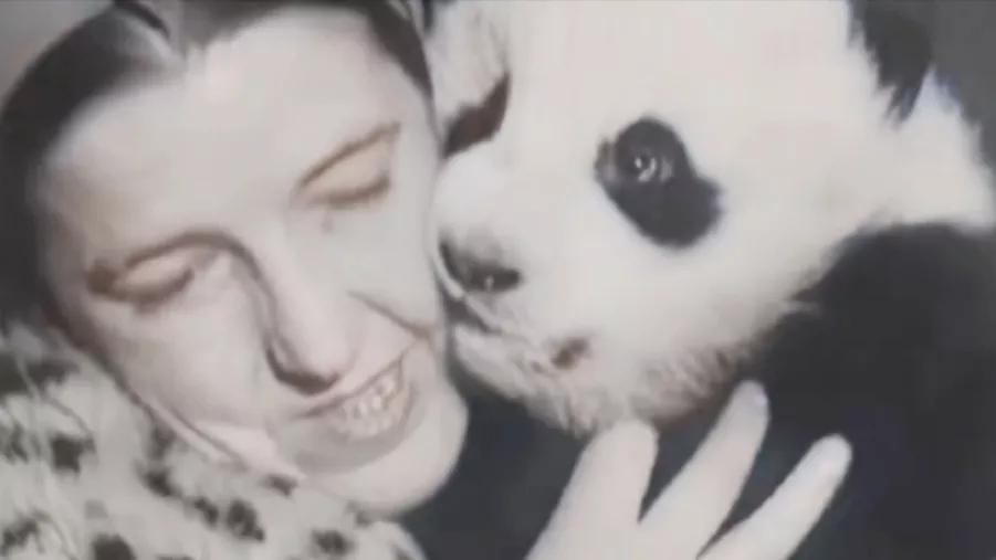 Smuggling Chinese pandas out of the country and getting a license for a ...