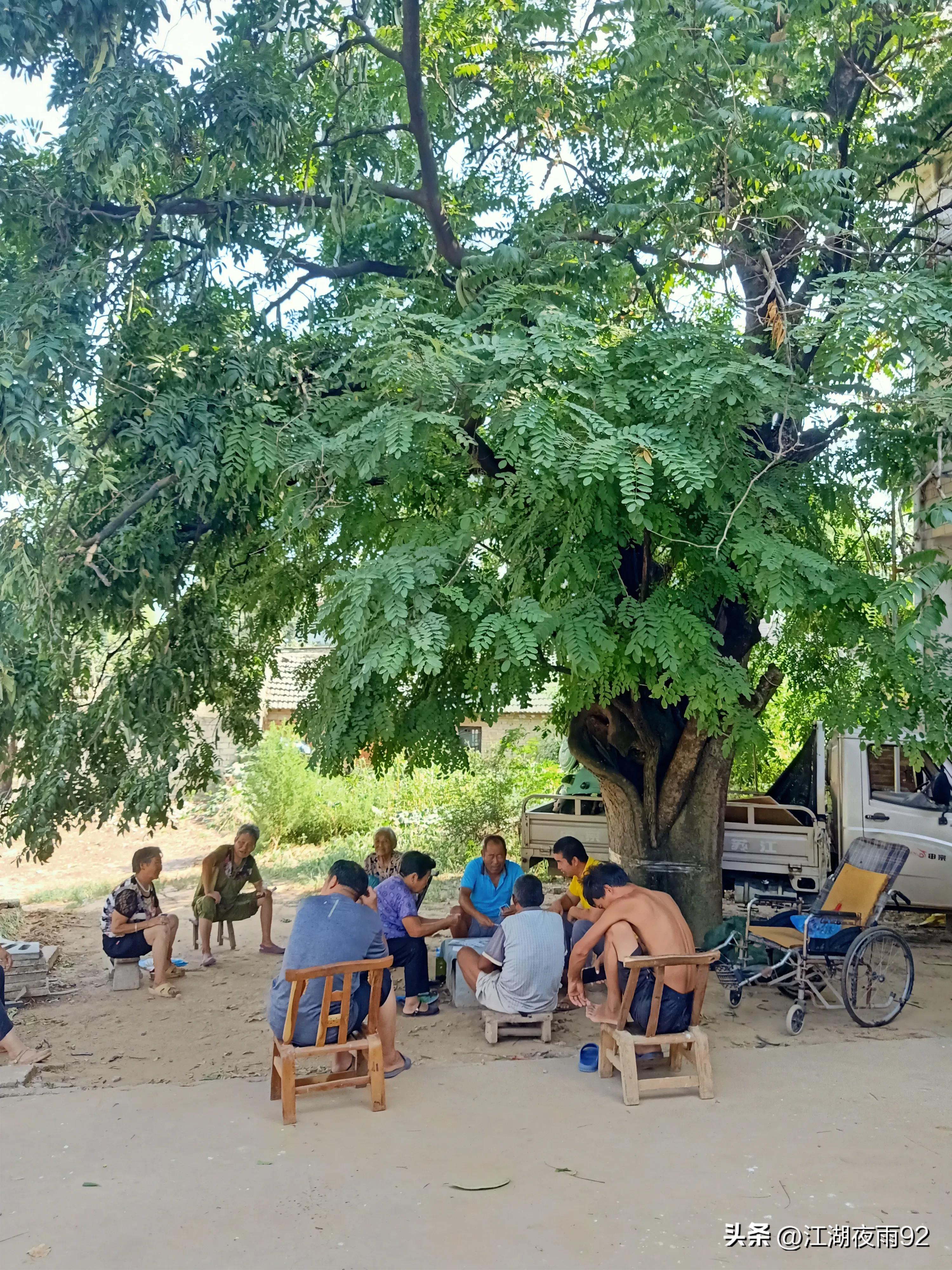 There is an acacia tree in Nanyang that is hundreds of years old, and ...