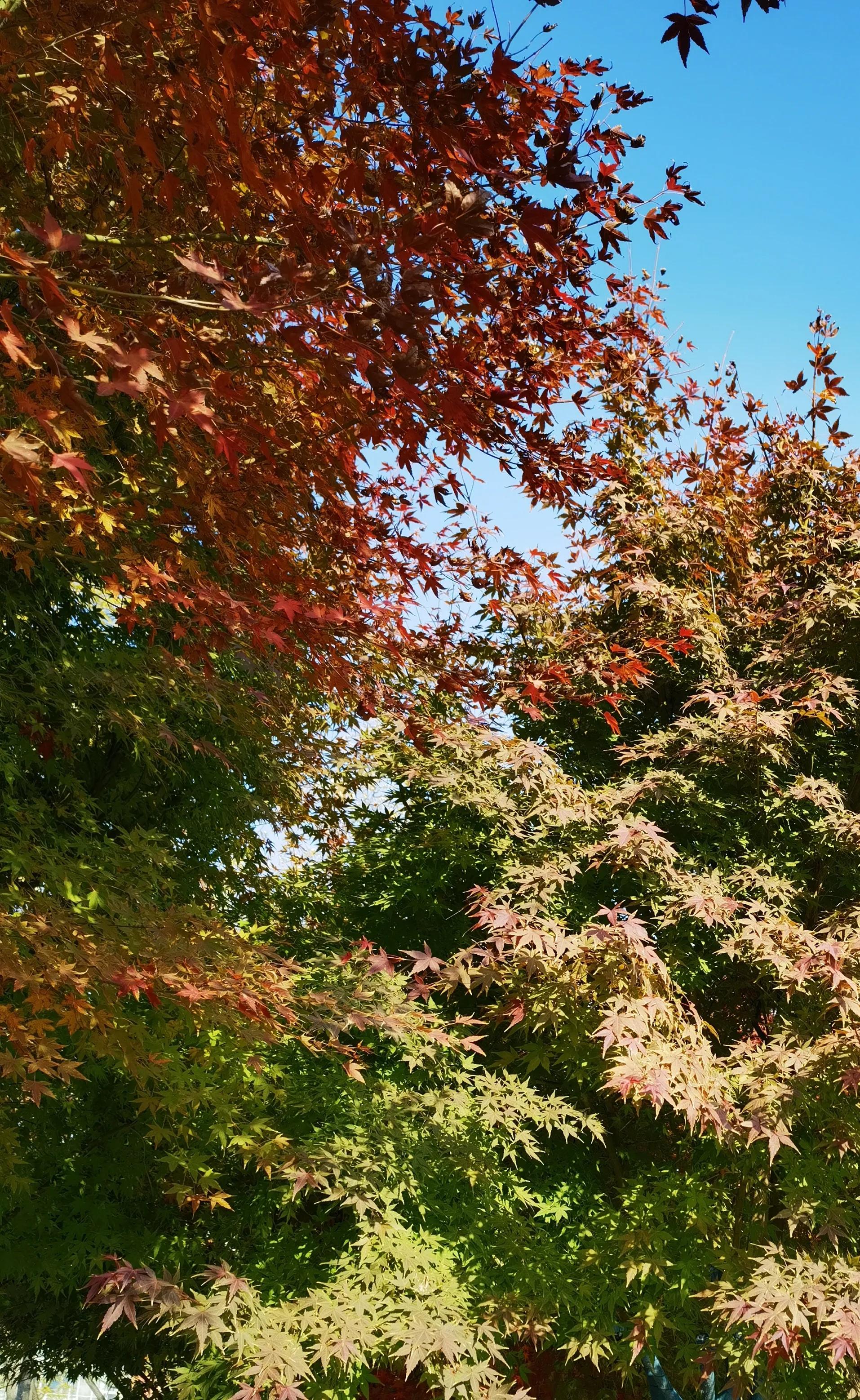 Mr. Sun Yemin's "Old Idiot's Morning Talk" (95) - iNEWS