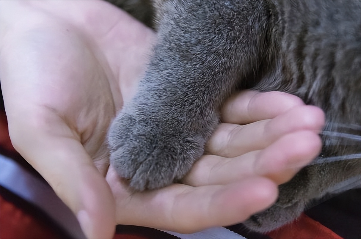 Amazing! It turns out that when you touch the cat's "paw", it thinks so ...