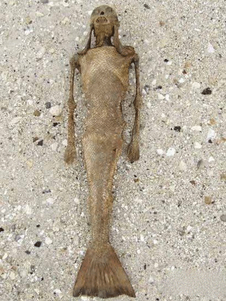 What is a mermaid - iNEWS