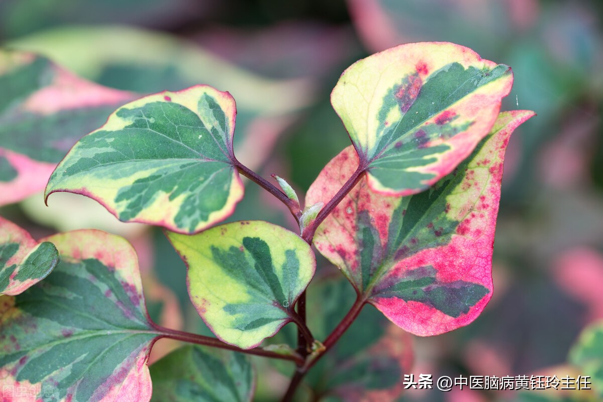 What are the edible effects of the common folded ear root? - iNEWS