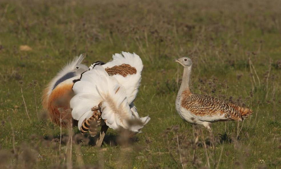 After seeing how bustards mate, I know why the proprietress of the ...