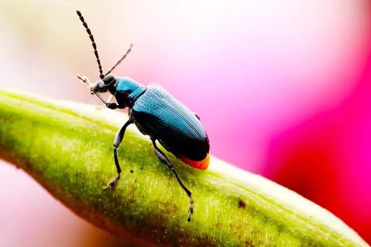 Fabre, who was obsessed with insects all his life, led everyone into ...