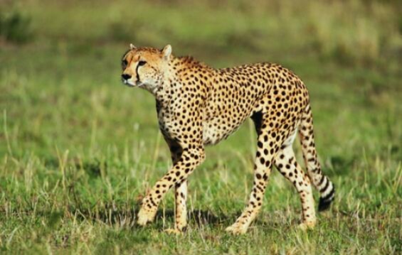 Why do cheetahs have a much higher hunting success rate than other ...