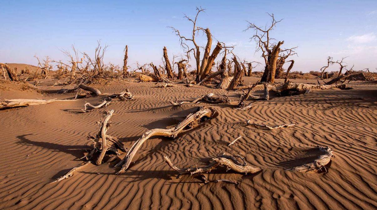 Turn all deserts into forests, what will happen? Scientist: The price ...