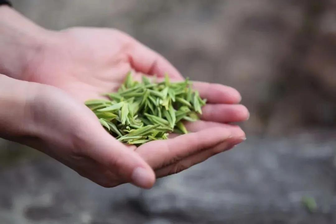 At the turn of spring and summer, follow the fragrance of tea to Lushan ...