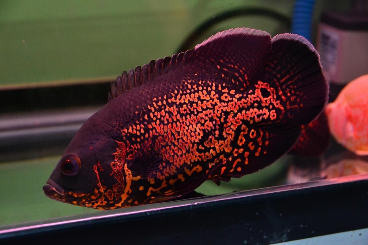 A map fish actually asks for 500 oceans, and I will show you the ...