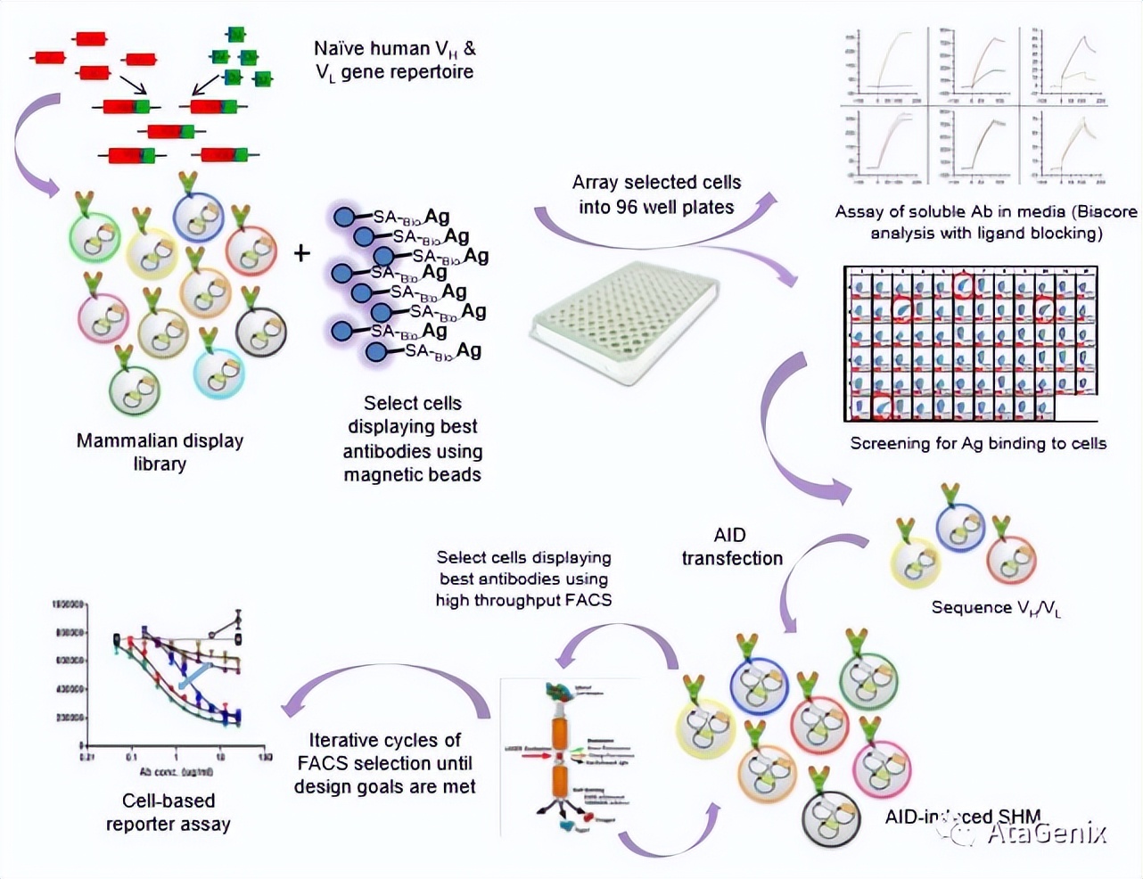 Antibody Discovery--Mammalian Cell Surface Display Technology - iNEWS