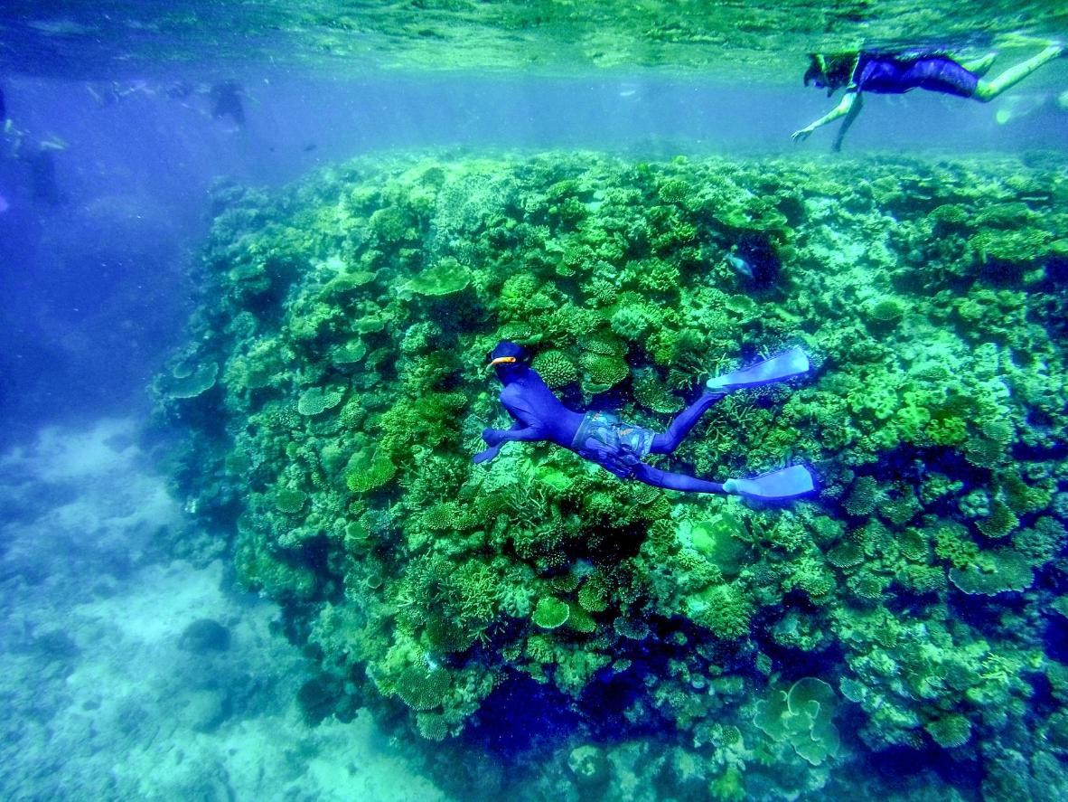 Dreamy Coral Sea + Rainforest Adventure, Cairns, Australia can't be ...