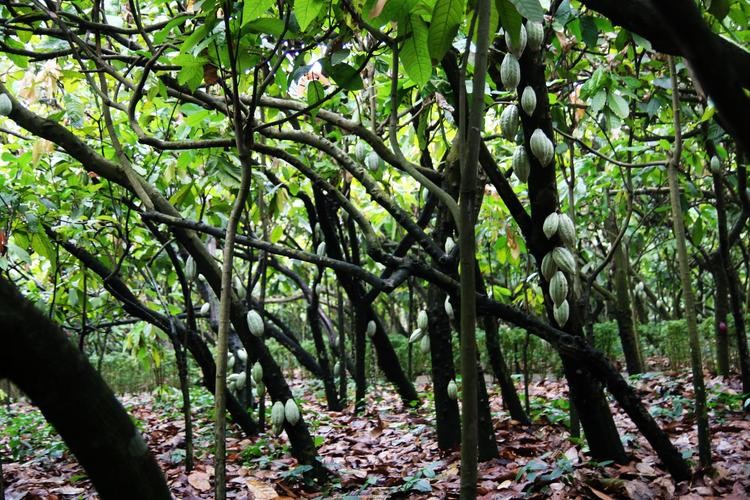 The Cocoa Trade and Colonial Activities of the Spanish Colonists in the ...