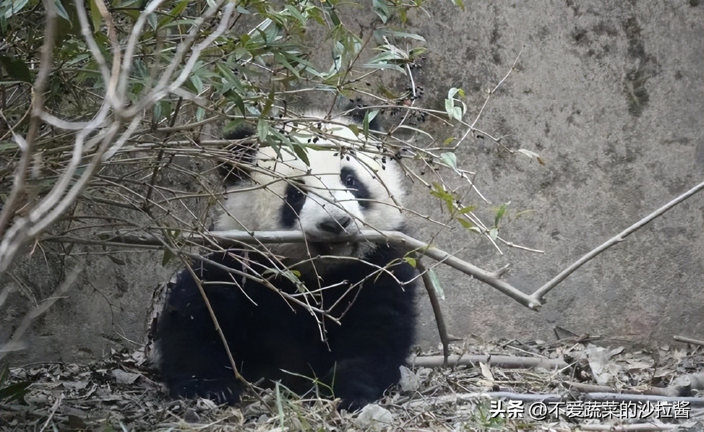 Disabled Panda Fu Wan! come on! Strong baby! - iMedia