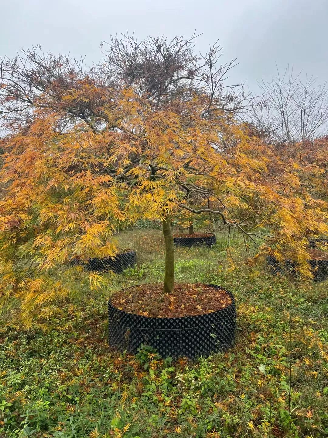 Friends who have a garden want to plant a feather maple - iNEWS