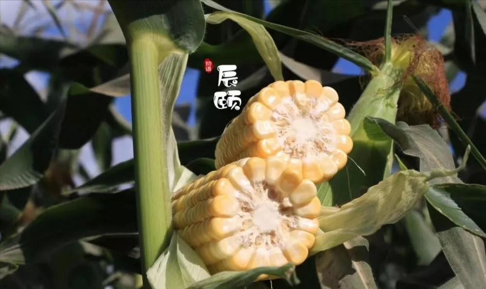 The Story of Chenyi: Yunnan Fruit Corn——A kind of juicy corn, both raw ...