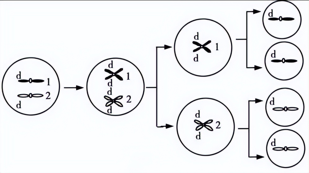 Genetic role of self-incompatibility between specific S-alleles and ...