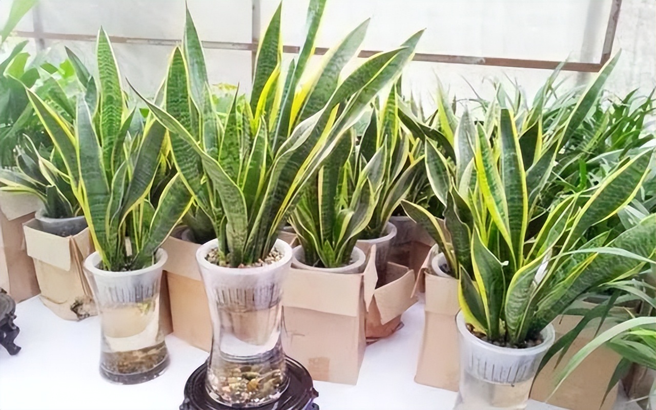 Pour some "big fat water" on Tiger Pilan, the leaves will rise to a ...