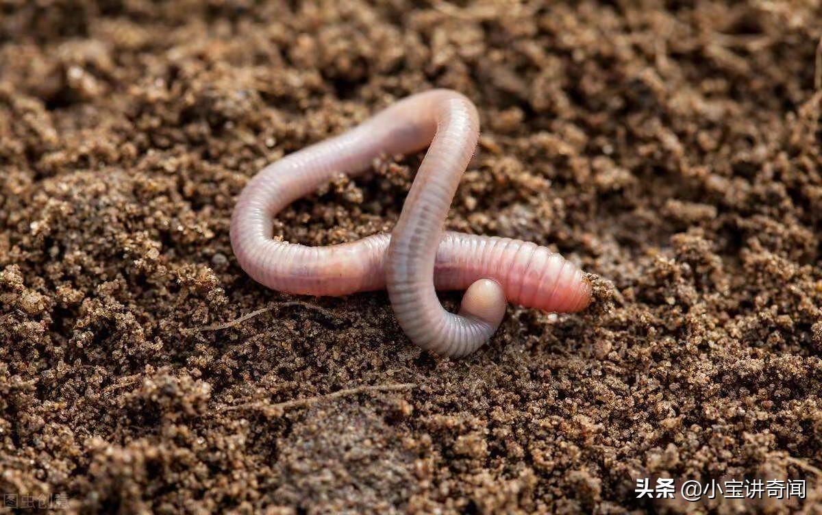 Animal Transgender Mystery: Hermaphroditism?Take a look at random ...