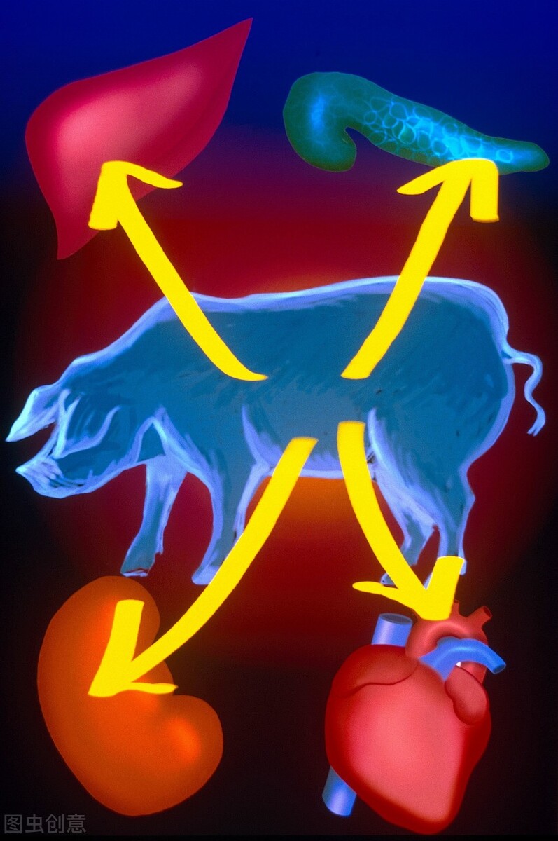 Human organ replacement - iNEWS