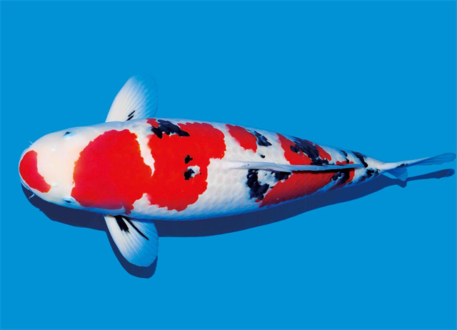 Why the common koi in China can sell 13 million in Japan, is it an IQ ...