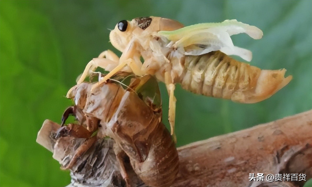 Does the cicada monkey come out of the soil after the beginning of ...