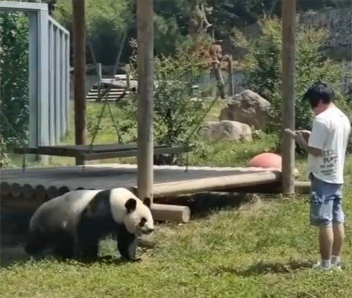 Don't take giant pandas as beasts?Man jumps into panda park to take ...