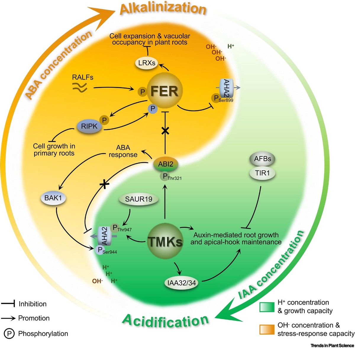Genetic and biochemical analysis of the interaction between Arabidopsis ...