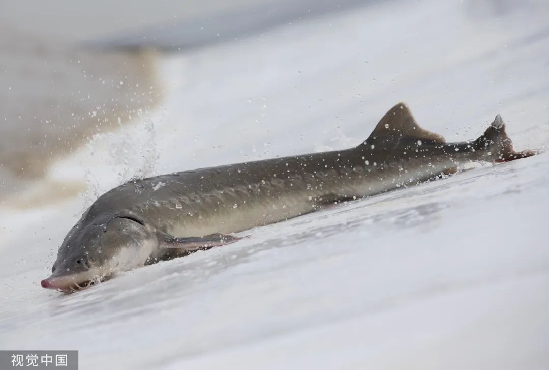 The oldest primitive fish, full of treasures - iNEWS