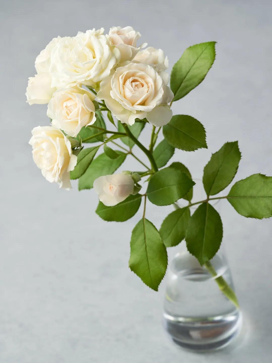 Japanese rose: Lin (lin) - iNEWS