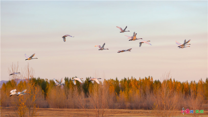 When the migratory birds head south again, the swans flit across the ...