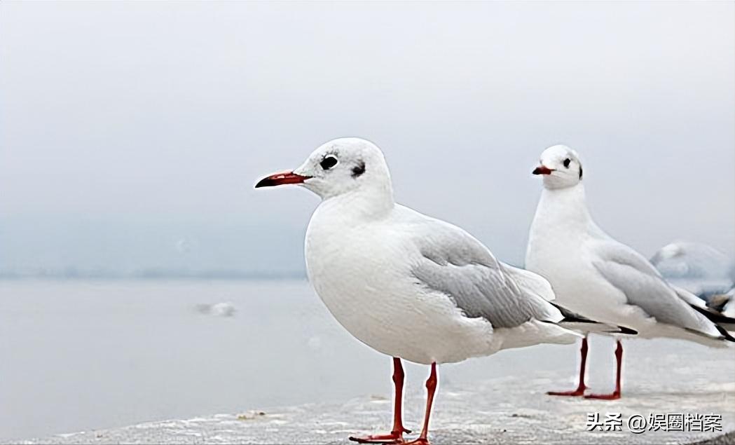 Land or Sea? Foraging area selection during breeding of omnivorous ...