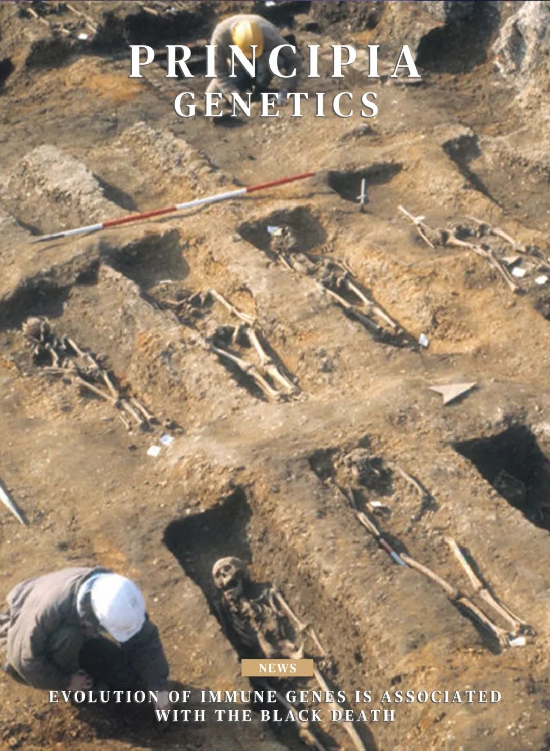 The Black Death made humans experience a rapid evolution? - iNEWS