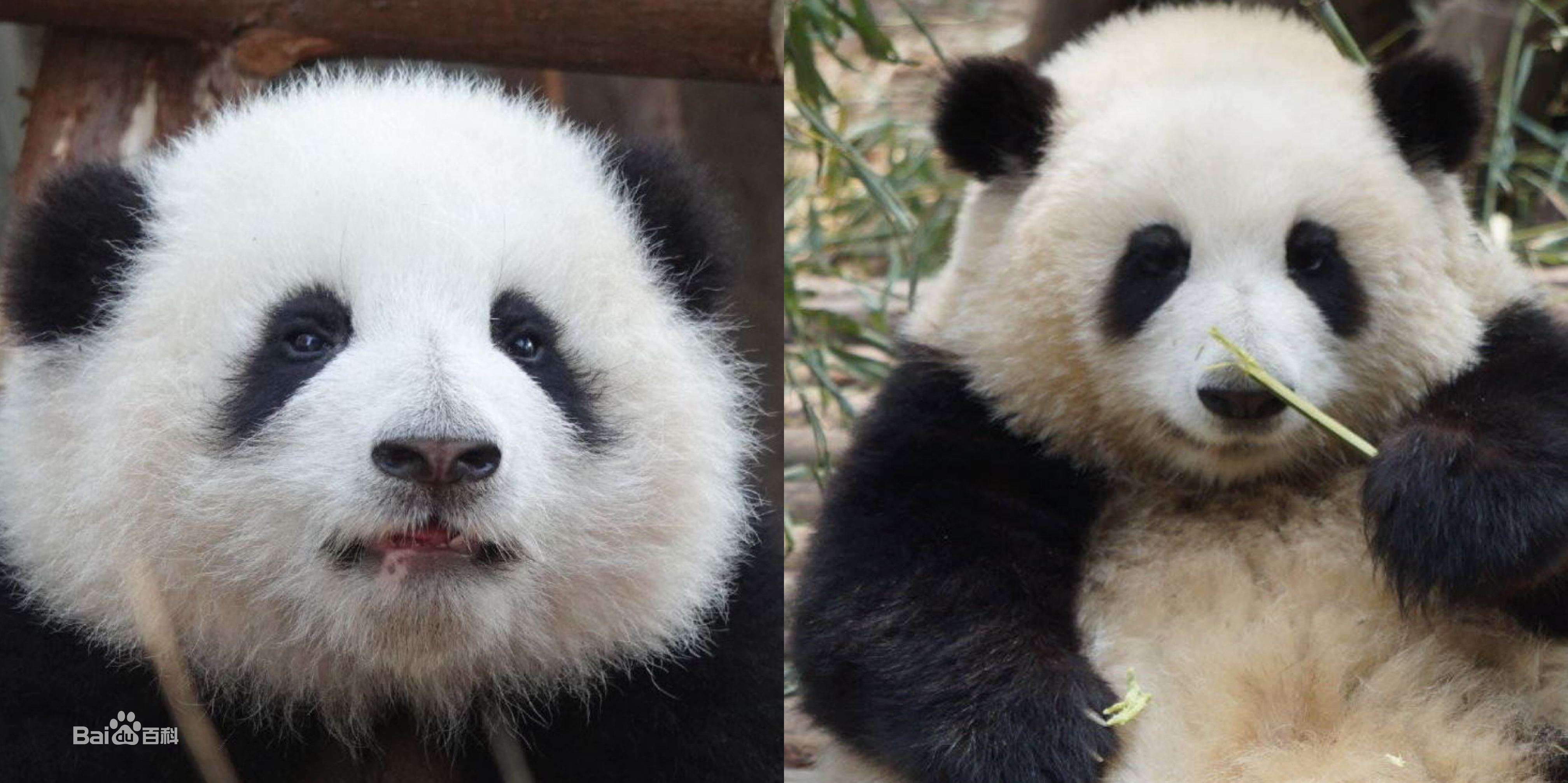 Interpretation of the family tree relationship of giant panda Huahua ...