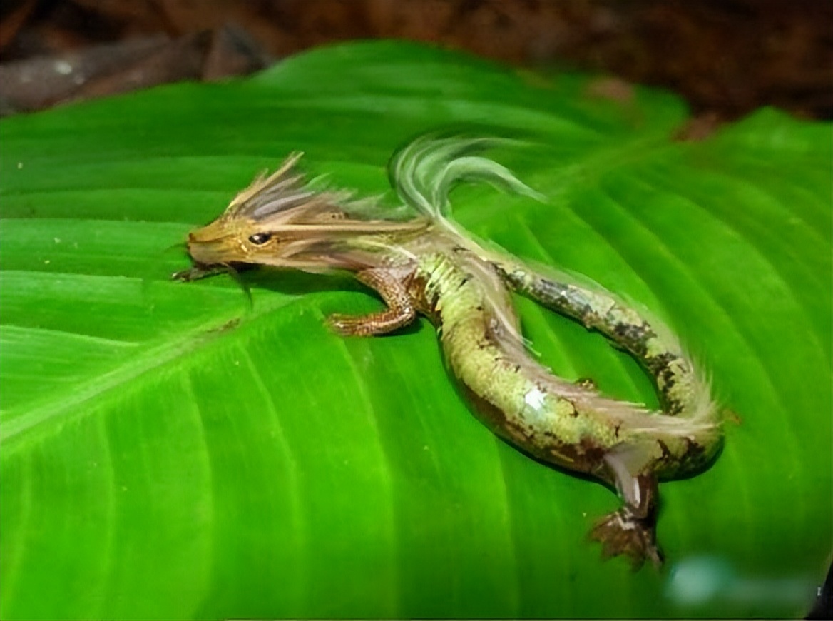 The laziest animal in the world: It can stay still for 7 years, and it ...