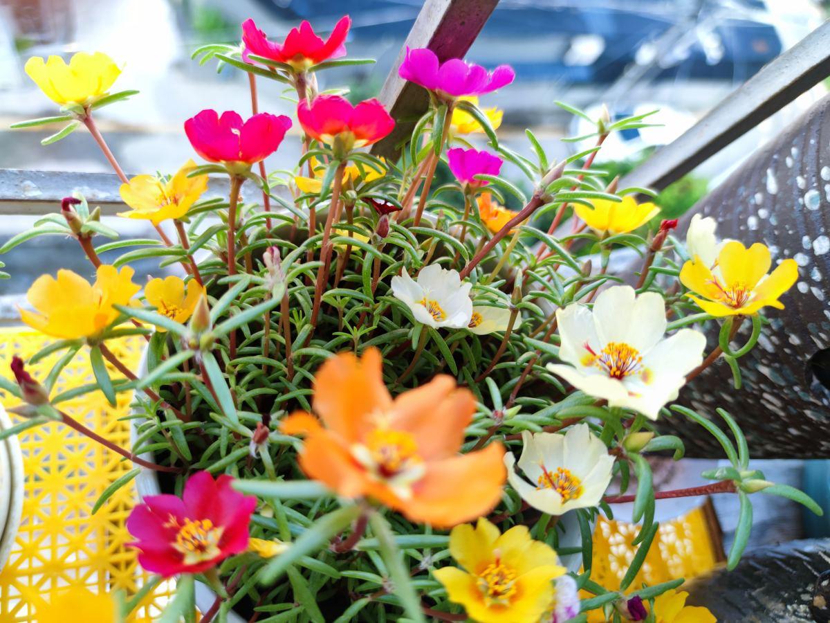 10 kinds of "popping pot flowers" that can live by just throwing the ...