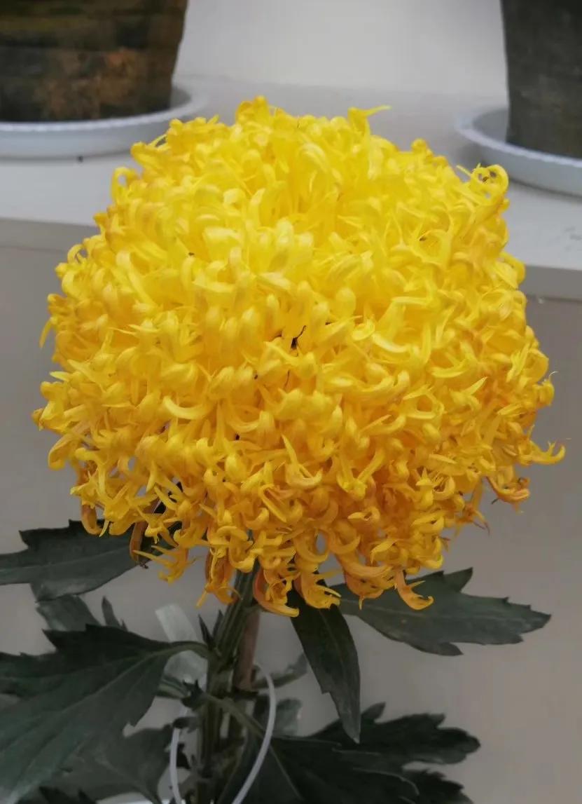 Chinese traditional ornament; chrysanthemum (26) - iNEWS