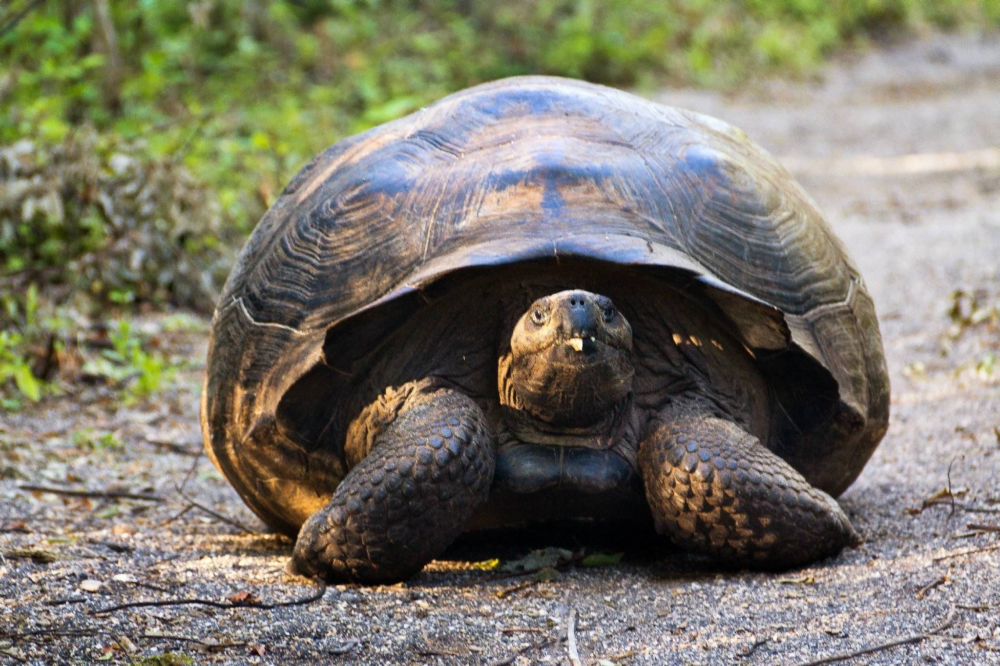 On the Physiological Mechanism of the Longevity of the Tortoise - iNEWS
