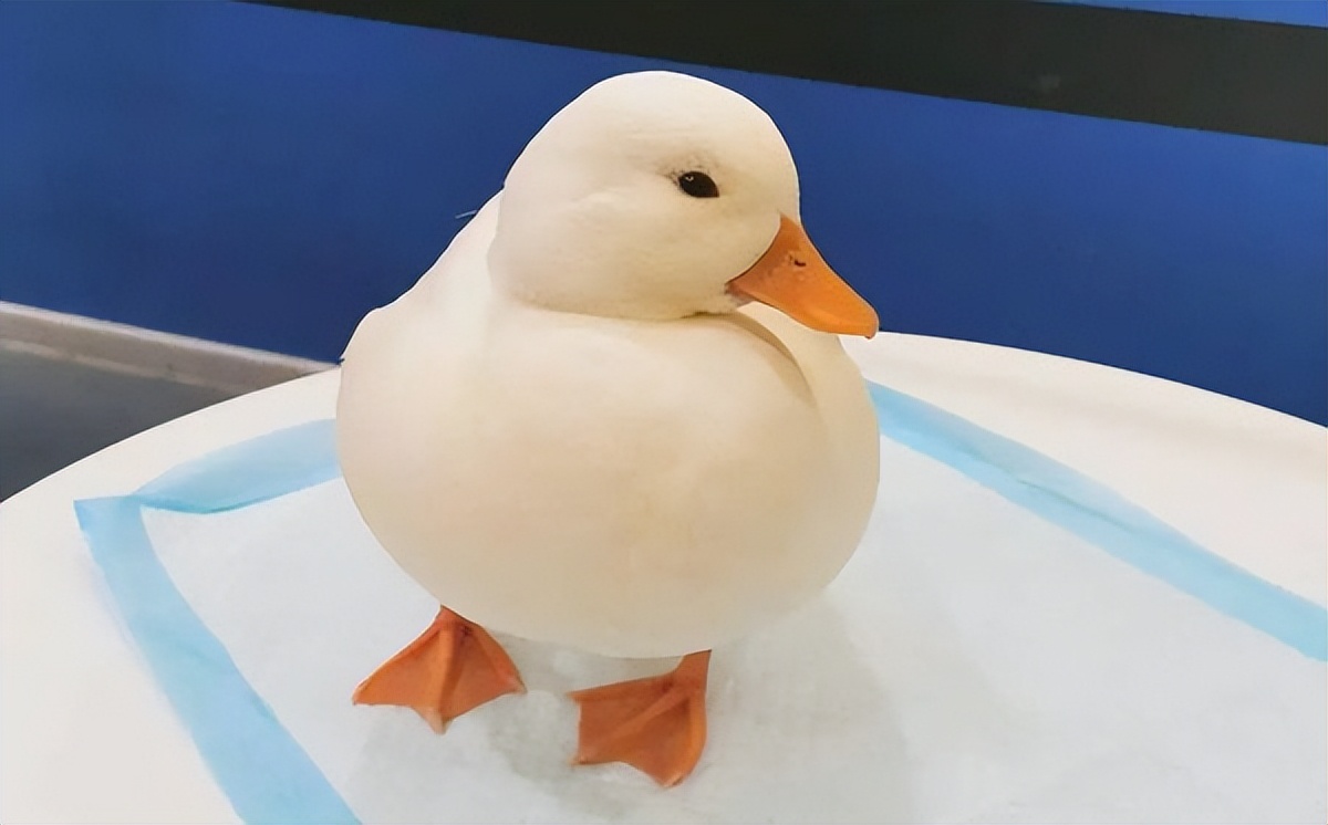 Cole Duck's Rollover - iNEWS