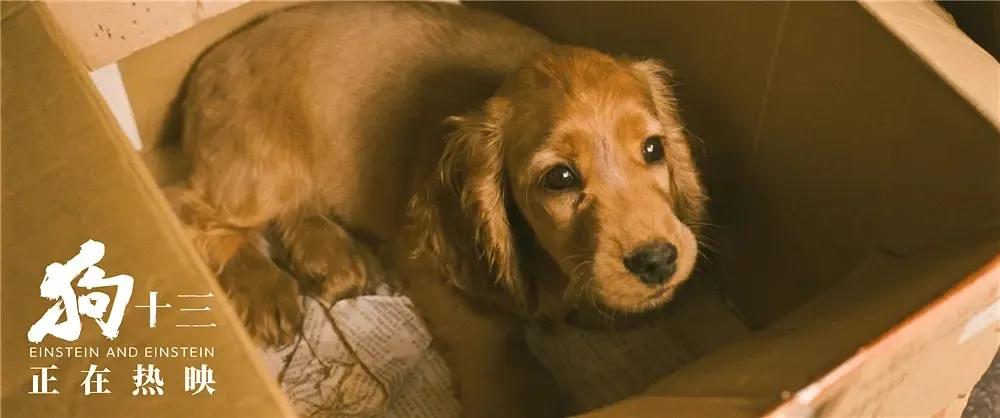 The movie "Dog Thirteen" The dog lost his youth - iMedia