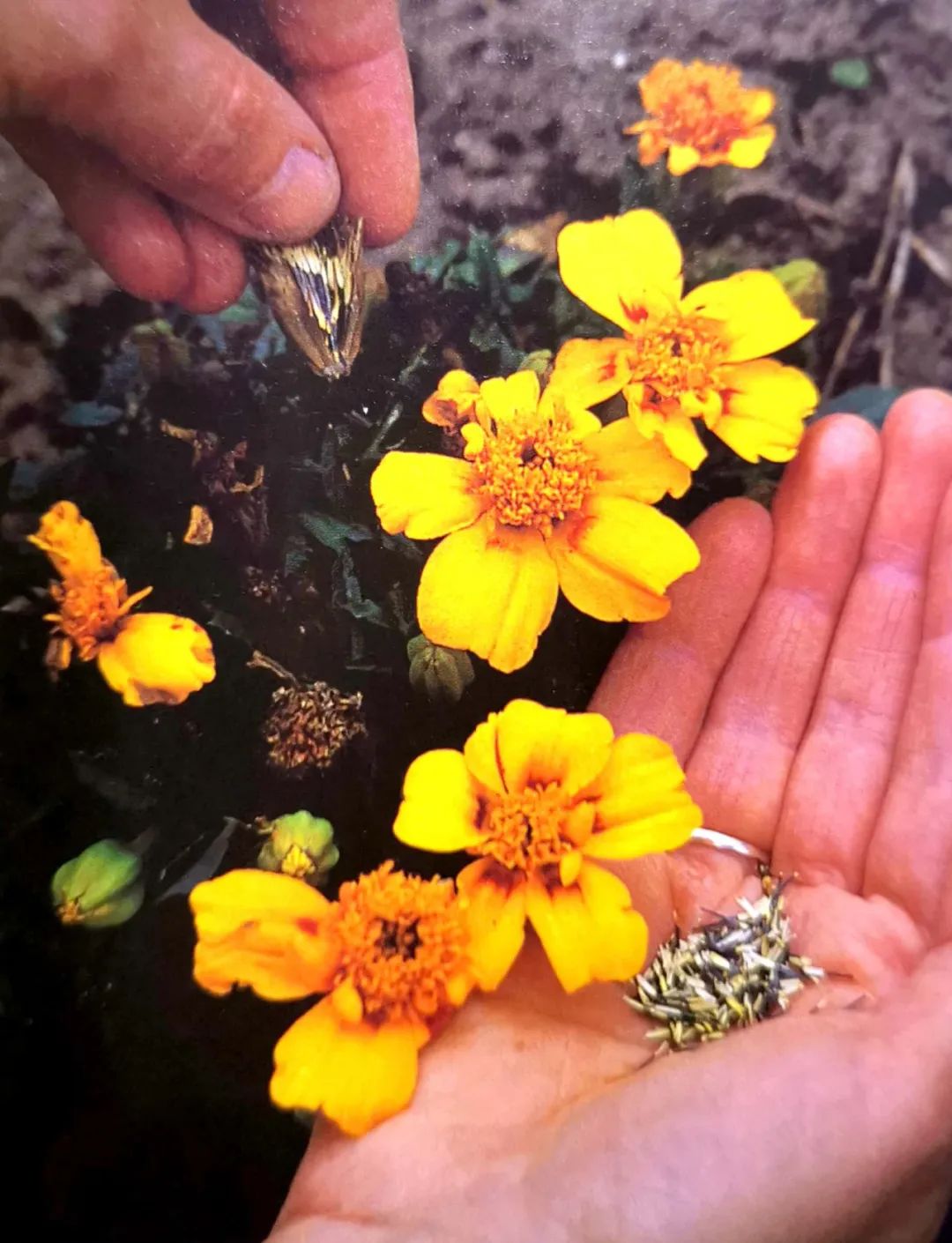 Flowers can be sown in all seasons, and they can bloom in full pots as ...