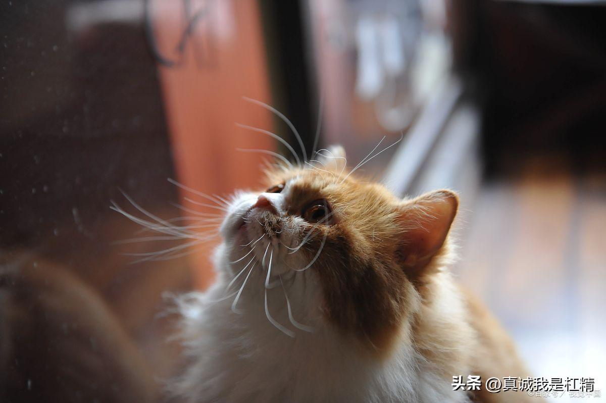 "Little knowledge of pet raising" causes cats to lose hair. Is the cat ...