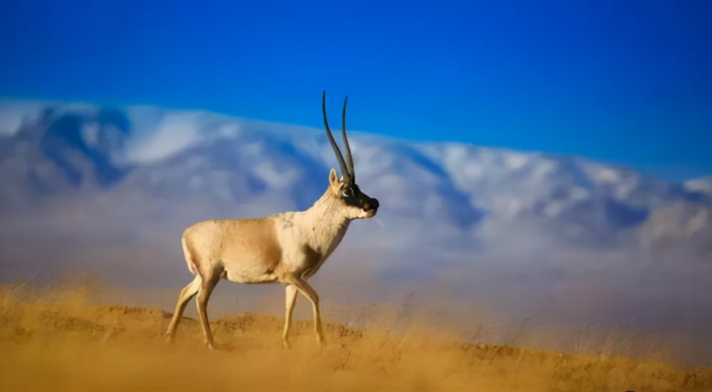 It's so sad, in order to protect the Tibetan antelope, you have to ...
